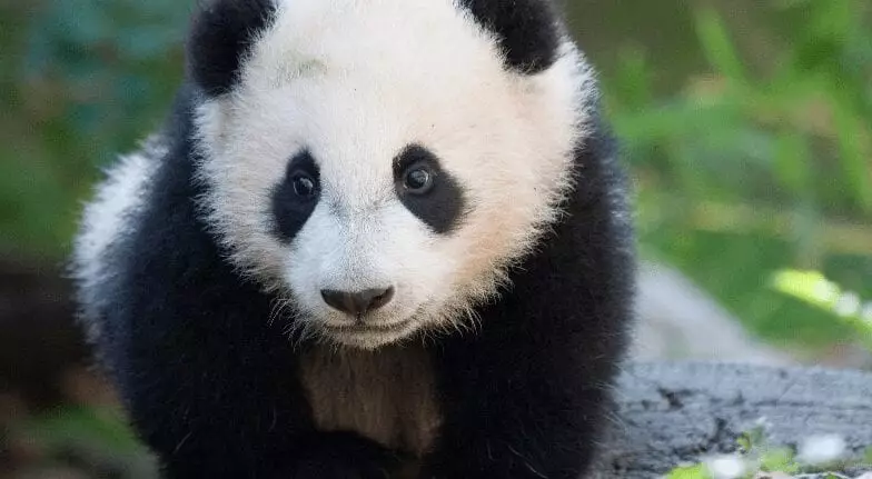 13 αλήθειες για το χαριτωμένο και χαριτωμένο Panda Bear.