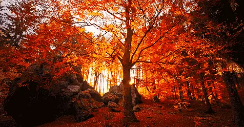 јесен јесен јесен је најбоља сезона јесен је моје омиљено годишње доба да толико да