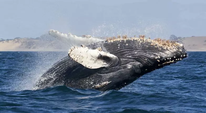 Les 7 destinacions d'observació de balenes més boniques del món