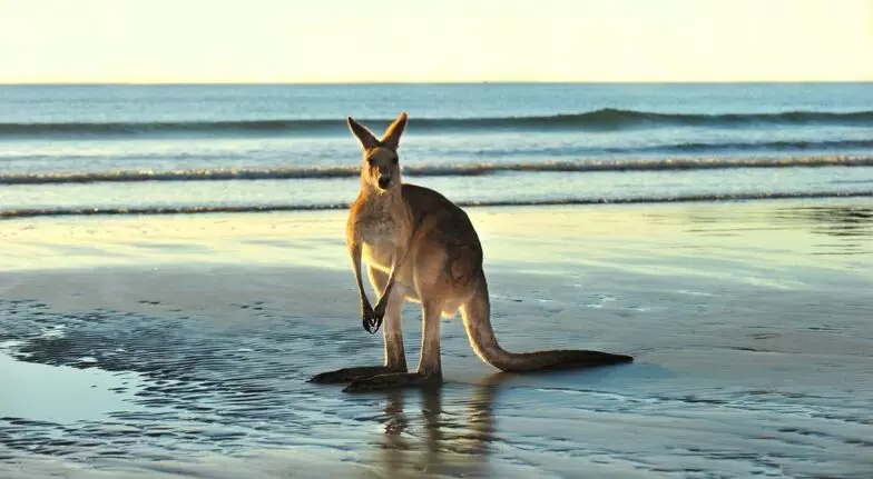 The Australian Adventure: Isang Gabay sa Paggalugad sa Mga Iconic na Beach ng Queensland