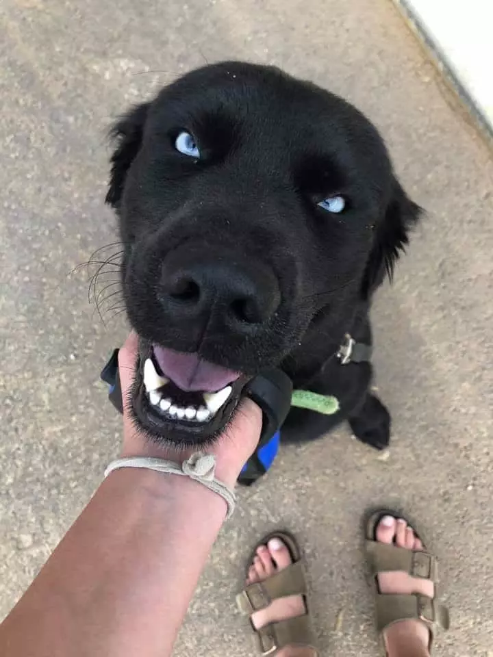 Vrou deel skermkiekies van honde-afrigter wat haar hond ontvoer en gesê het 'Hy is dood' 4184_2